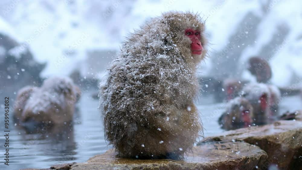 Japanese macaques in hot springs in Japan, winter holidays in Japan ...