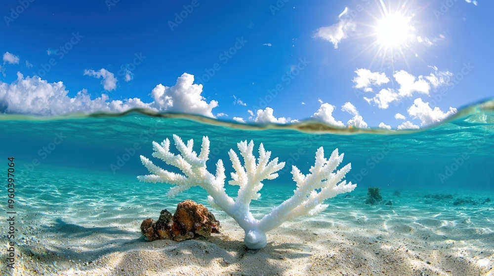 Coral Bleaching Consequences: Stunning Underwater Scene Illustrating ...