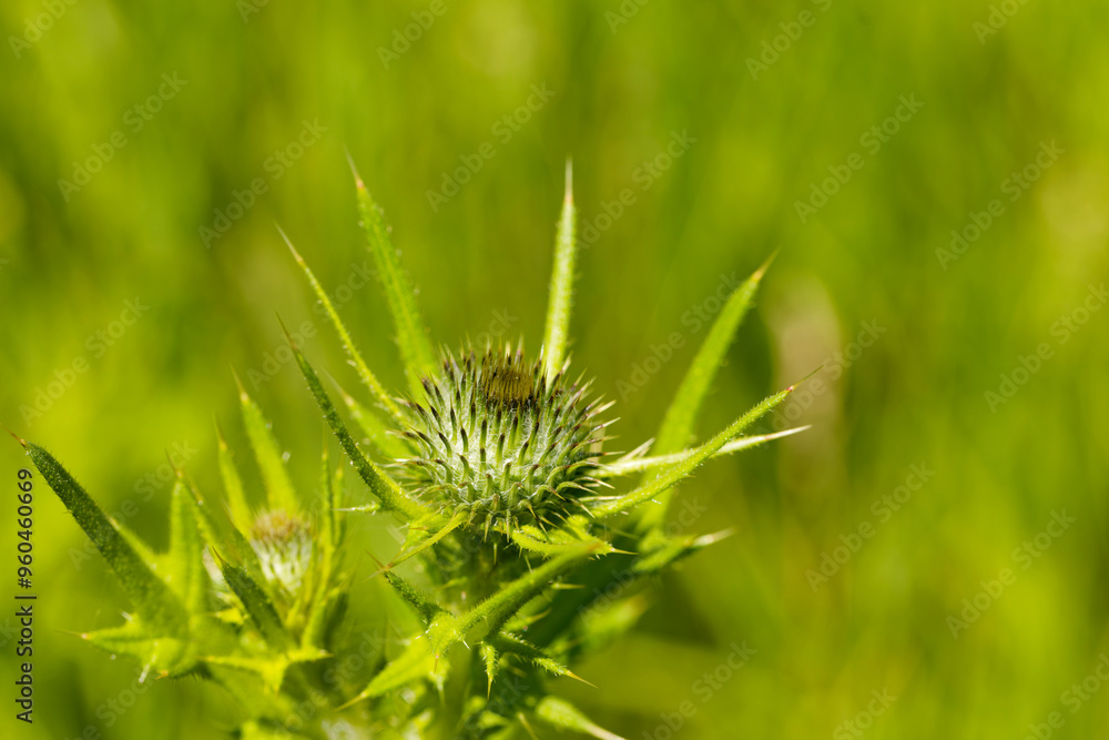Bull thistle (Cirsium vulgare) . When it goes to seed, they are capped ...