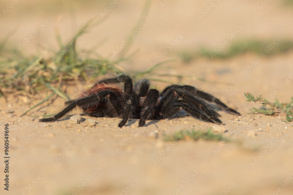 Golden Red Rump Tarantula (Brachypelma albiceps) Brachypelma albiceps ...