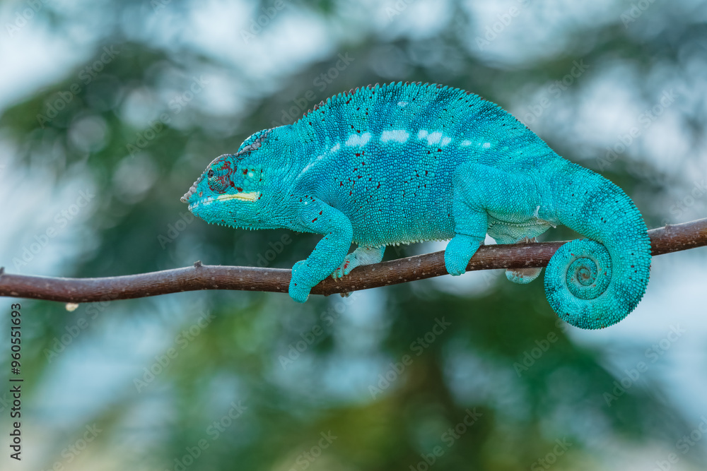 Panther chameleon (Furcifer pardalis) is a species of chameleon found ...