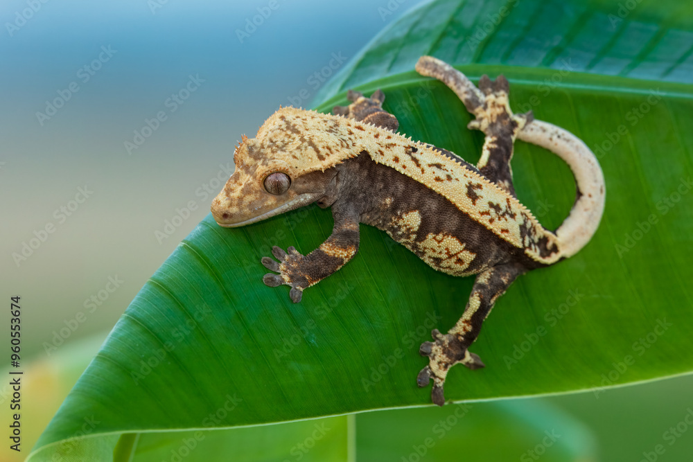 The crested gecko or eyelash gecko (Correlophus ciliatus) is a species ...