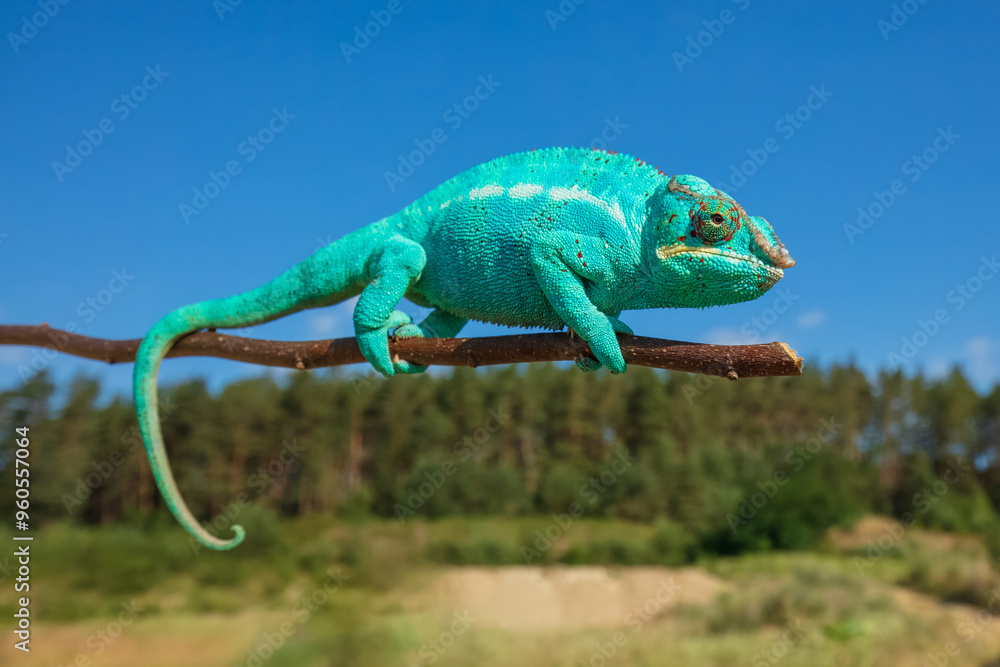 Panther chameleon (Furcifer pardalis) is a species of chameleon found ...