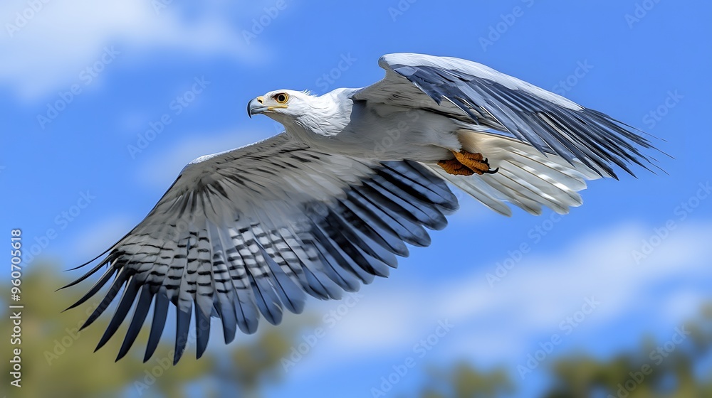 Secretary Bird Flying Under Blue Sky, Photo Realistic, Wallpaper, Cover ...