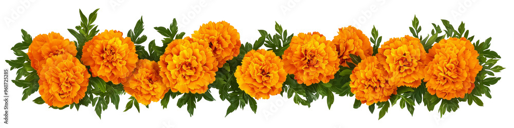 PNG flowers clipart. Marigold cempasuchil flower garland isolated on ...
