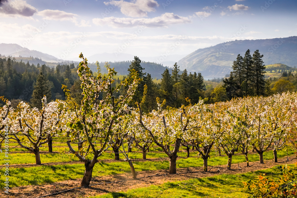 USA, Oregon, Columbia Gorge, springtime and flowering. Blooming ...