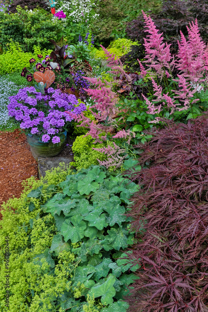 USA, Washington State, Sammamish. Summer perennial flower garden with ...