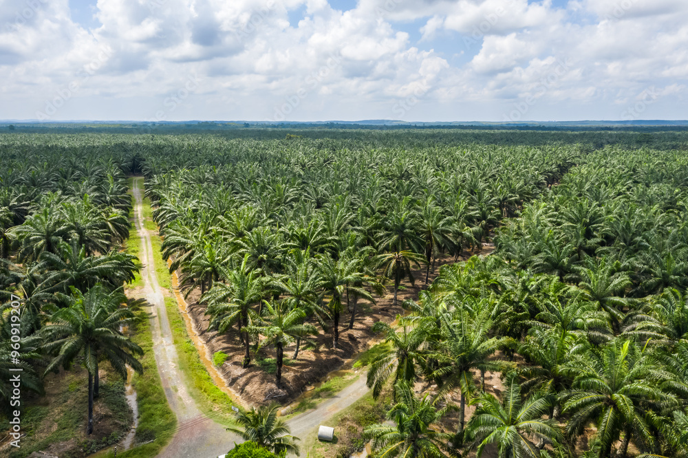 Aerial view of palm oil plantation At Sandakan Sabah, Borneo. Aerial view Stock Photo | Adobe Stock