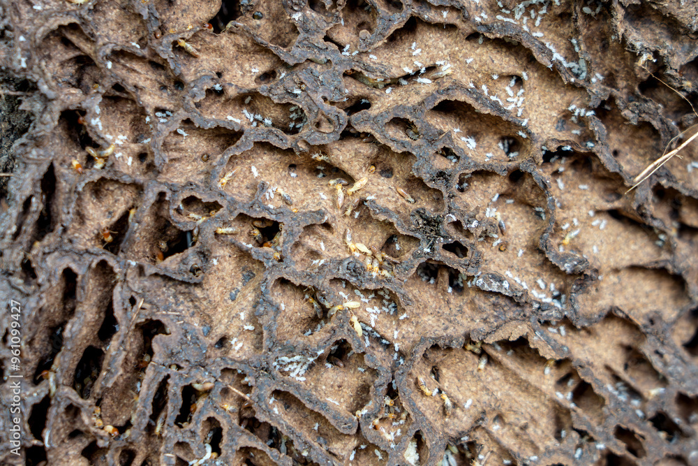 Coconut tree termite nest that was dismantled, showing nest structure ...