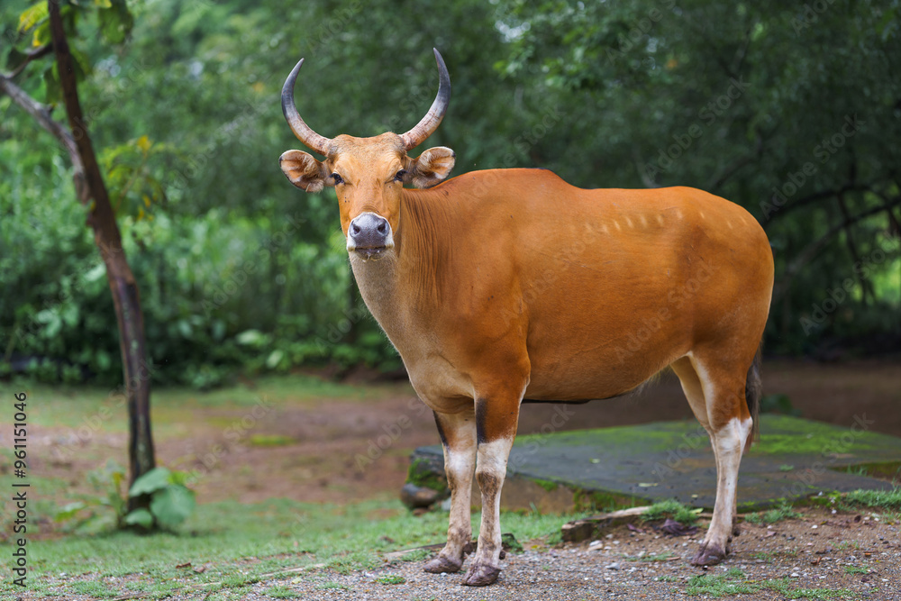 Yong Bos Javanicus, Banteng, Taurus, or Red Cow in the green natural ...