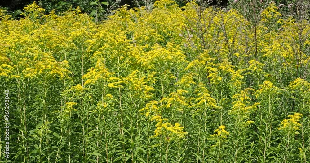 (Solidago canadensis) Canada goldenrod or golden plume brightening up ...