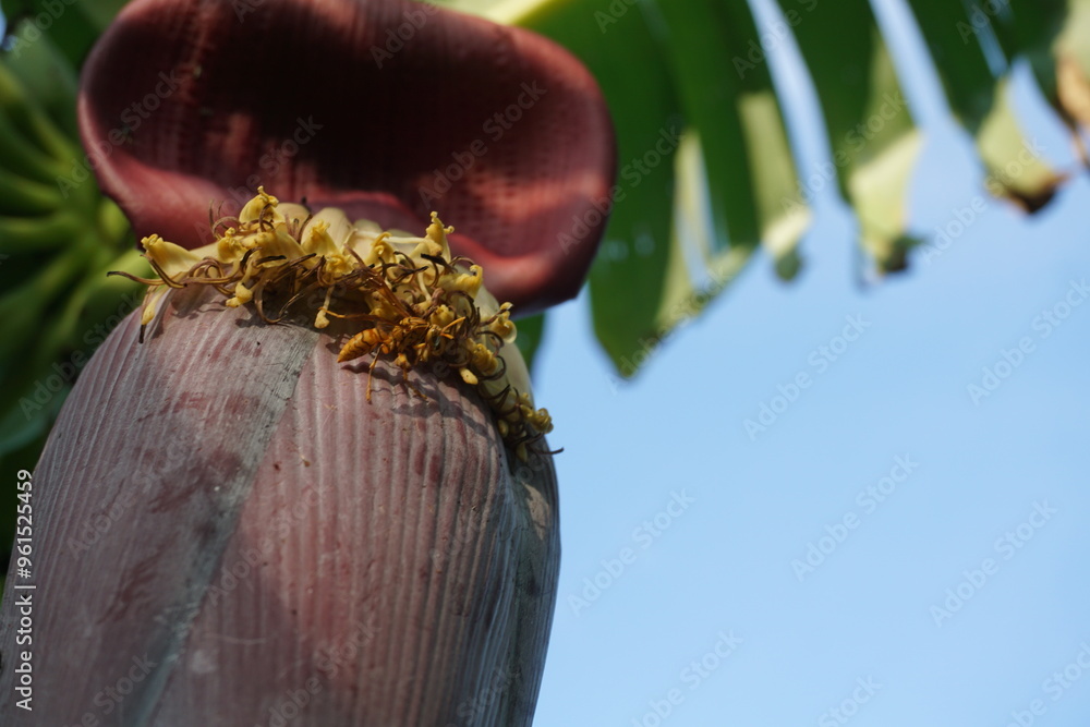 Closeup shot of a wild banana plant with inflorescence of dark red ...