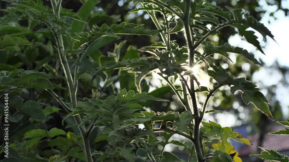Close-up of a Marco plant with sunlight filtering through, captured in ...