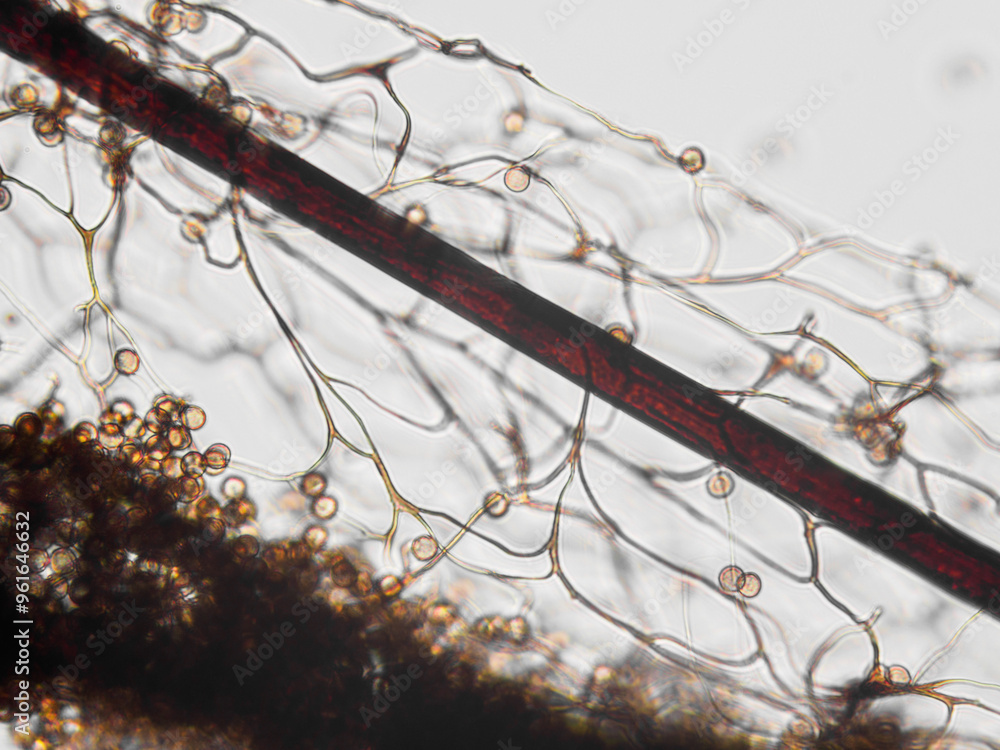 Spores, sporangia, mycelium, hypha of Stemonitis Splendens slime mold ...