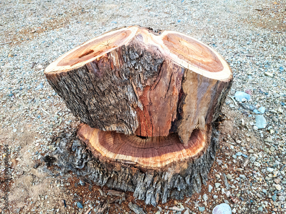 Stacked fresh cut rust colored core of tree stump and thick bottom ...