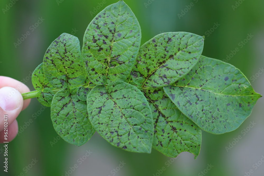 Potato alternariosis is a set of fungal diseases: dry leaf spot and ...