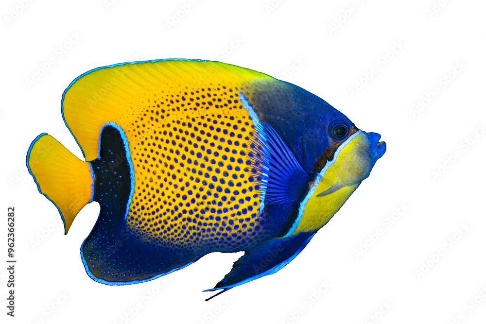 Blue girdled angelfish, Pomacanthus navarchus, pez angel, angel fishes ...