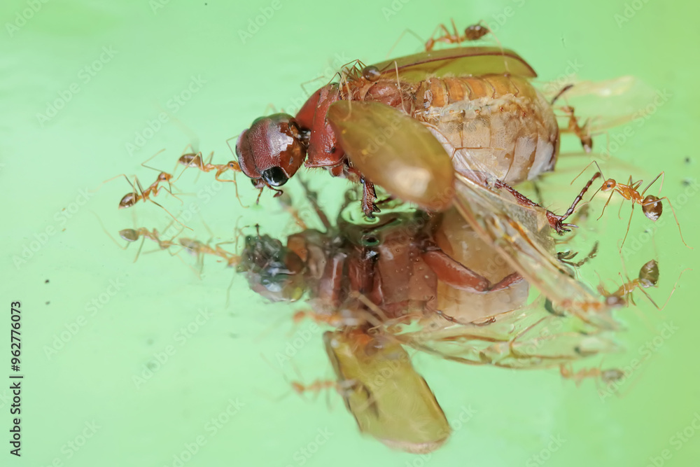 The carcass of a christmas beetle (Anolognathus sp) is being surrounded ...