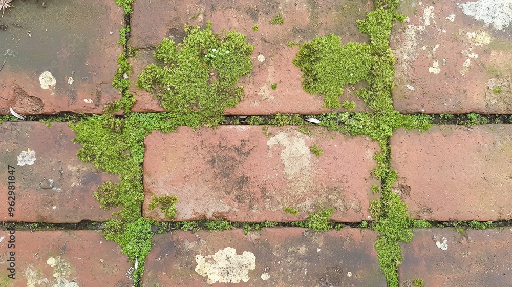 Zoomed-in texture of a brick wall with patches of green moss growing ...