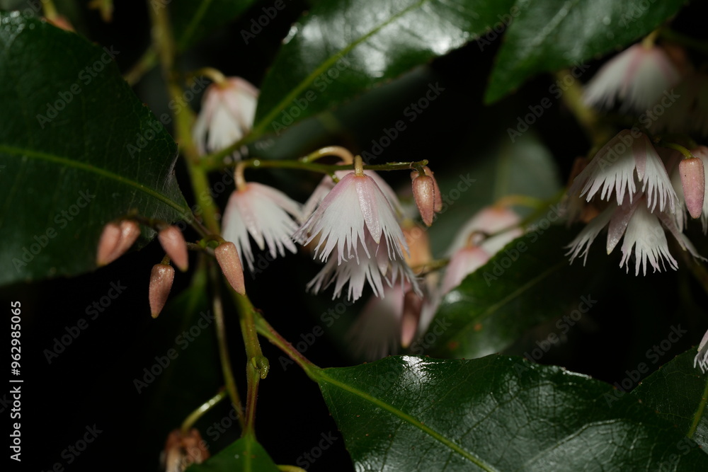 Elaeocarpus grandiflorus Sm., commonly known as the Fairy Petticoat or ...