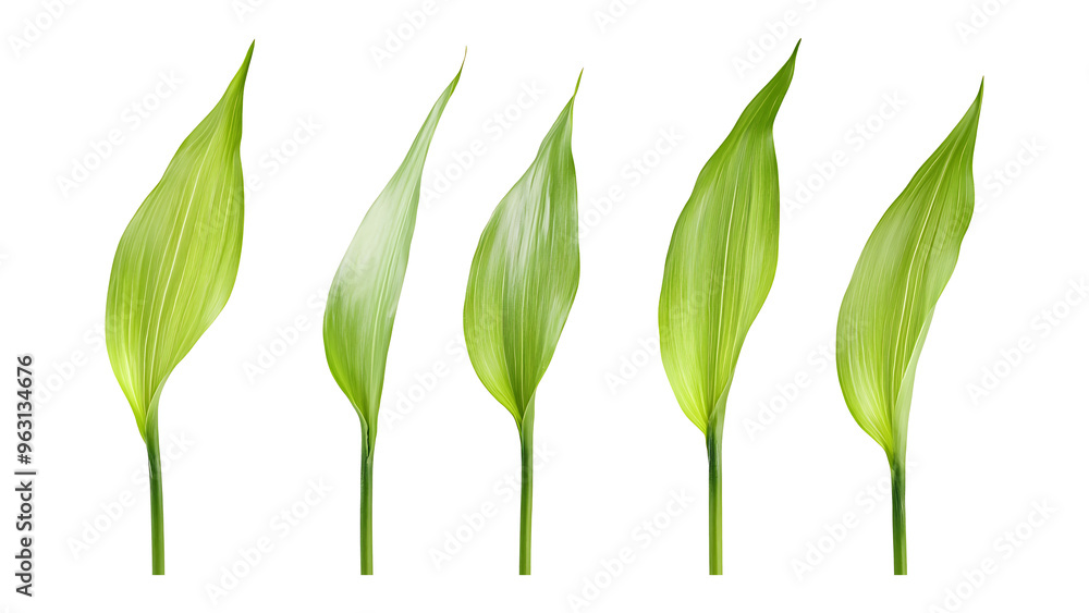 Four green leafs on a transparent background,Four Lily of the valley ...