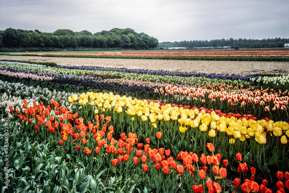Vintage photograph of a Dutch tulip farm in the 1980s Stock Photo ...