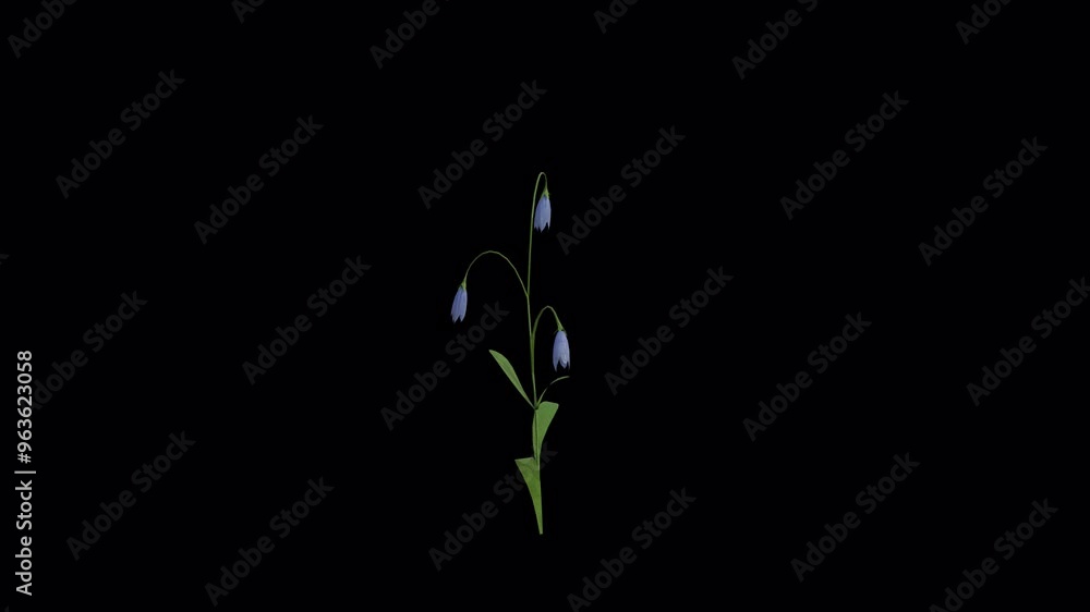 Campanula Plant blowing in the wind. Wind blows the Genus Campanula ...