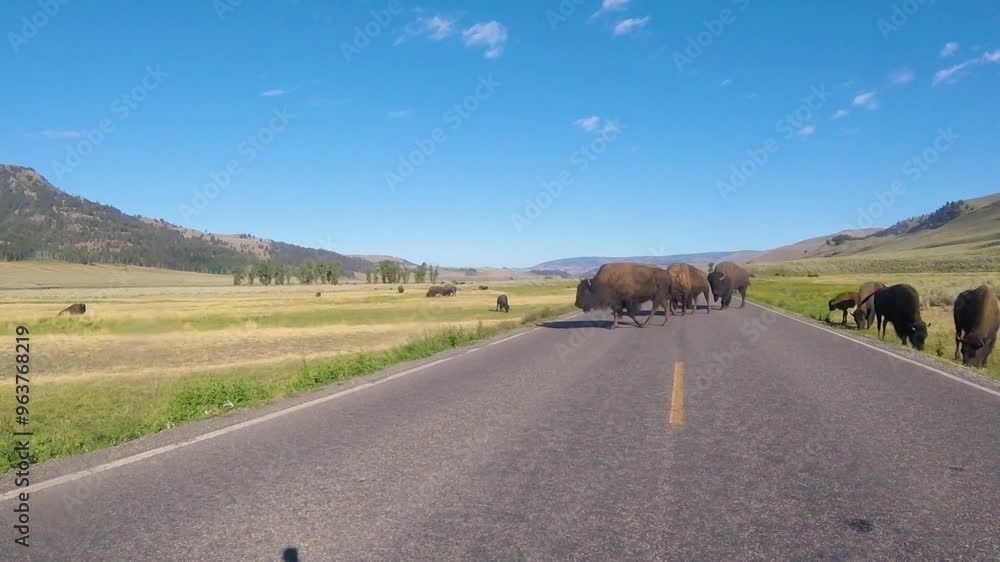 Herd of American bison walking across road blocking traffic in Lamar ...