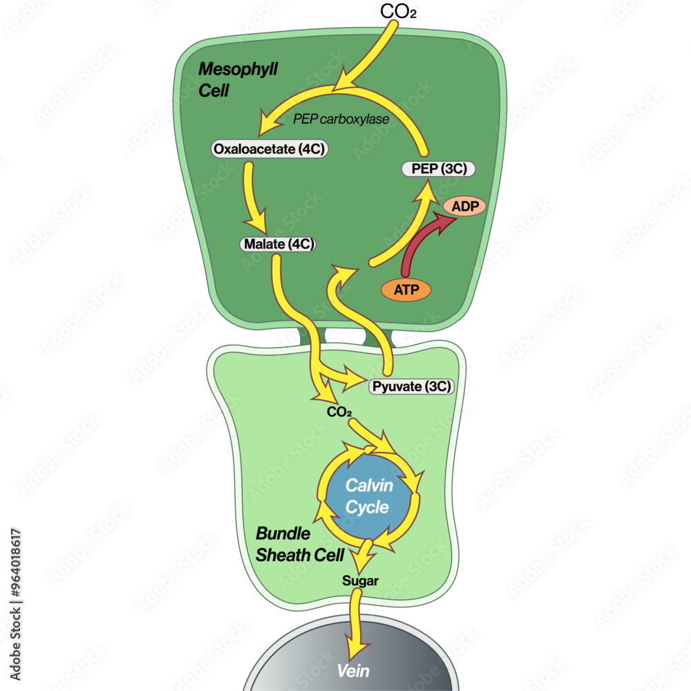 Detailed Mechanism of the C4 Cycle with Labels: Vector Illustration ...
