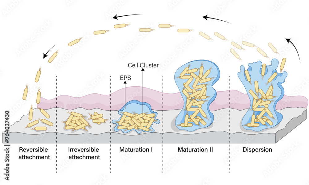 Poster Visualizing Biofilm Formation: A Step-by-Step Vector ...