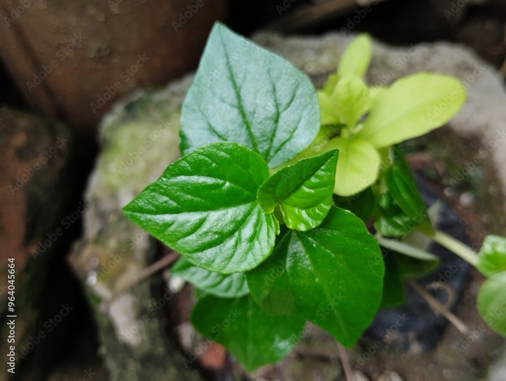 Chinese betel plants that grow well in plastic pots. Chinese betel ... Chinese betel plants that grow well in plastic pots. Chinese betel ...