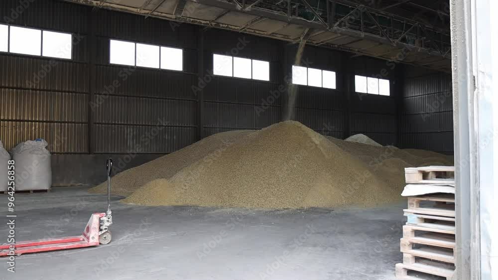 A towering pile of soybeans is being formed inside an industrial ...