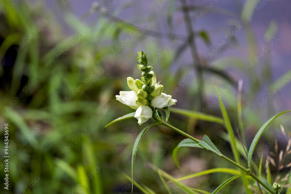 Poster The white turtlehead (Chelone glabra) The white turtlehead ...