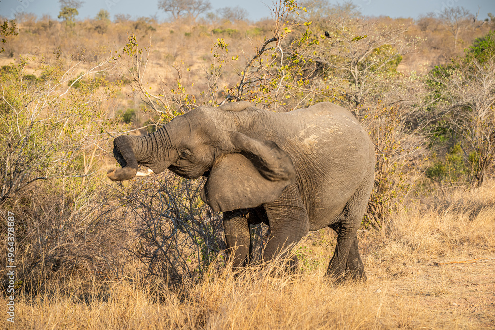 The African bush elephant, Loxodonta africana, also known as the ...