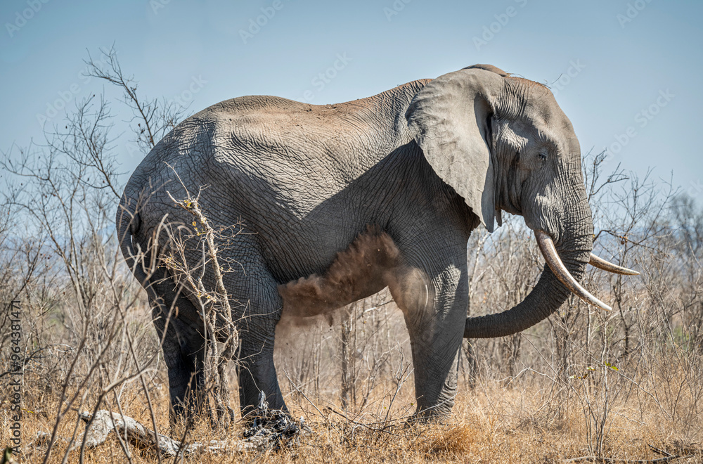 The African bush elephant, Loxodonta africana, also known as the ...