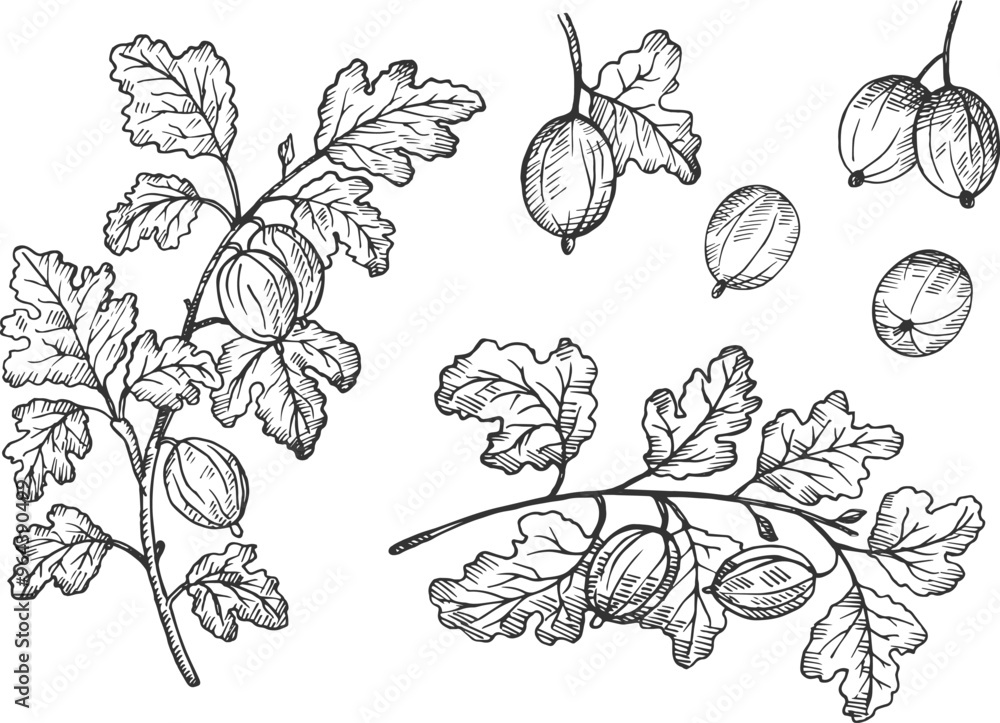 Vector set with Gooseberry drawing on isolated background. Hand drawn ...