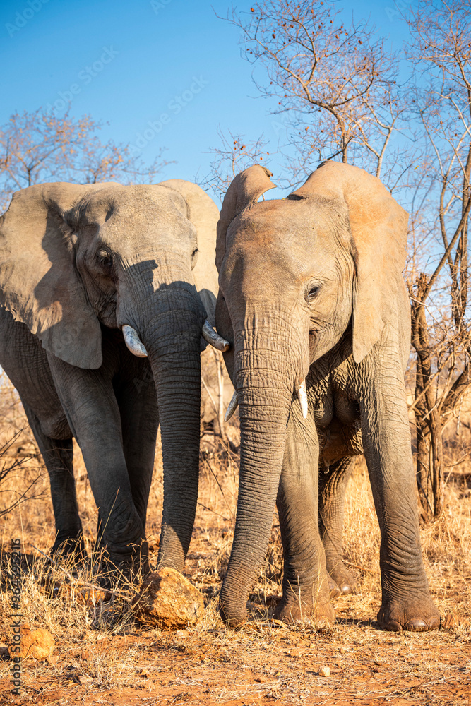 The African bush elephant, Loxodonta africana, also known as the ...