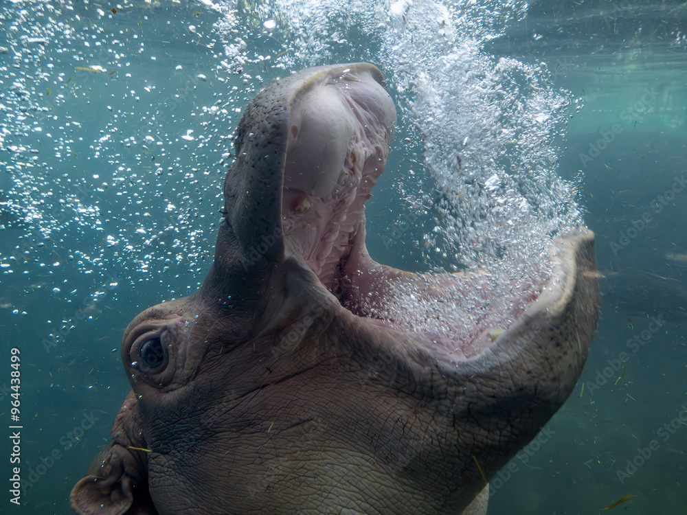 hippopotamus underwater hippo swimming close up open mouth bubbling ...