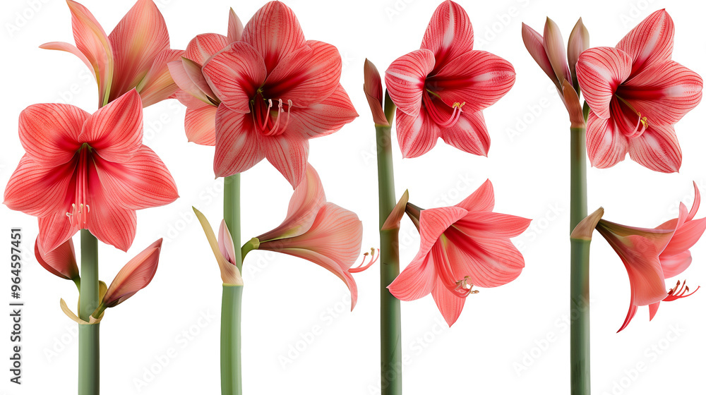 Amaryllis flowers, multiple angles view side top front group whole ...