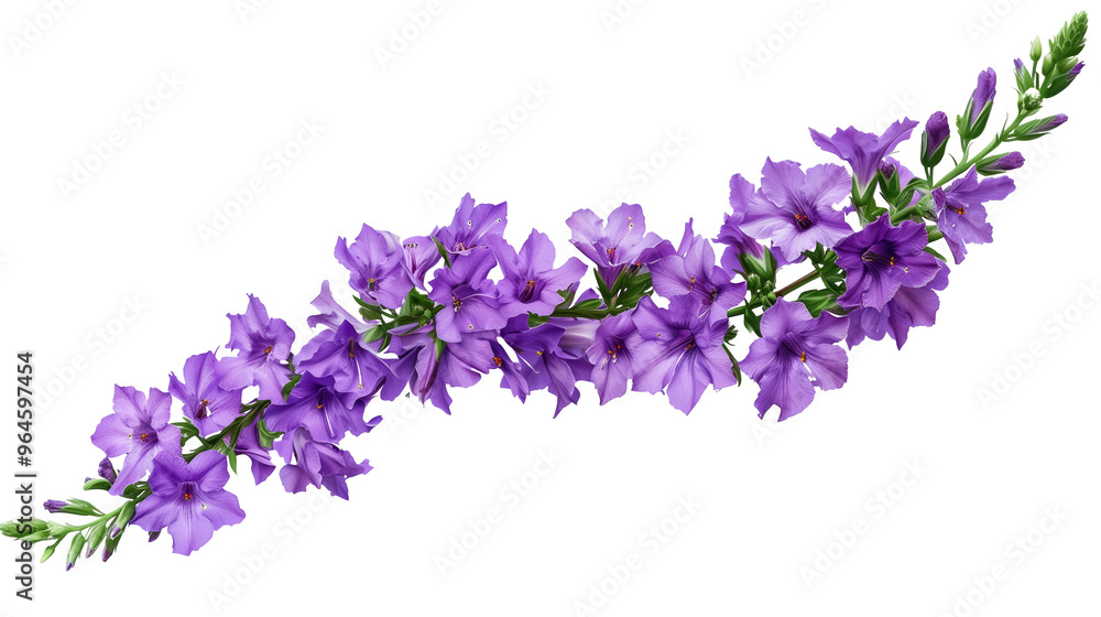 Angelonia flowers, multiple angles view side top front group whole ...