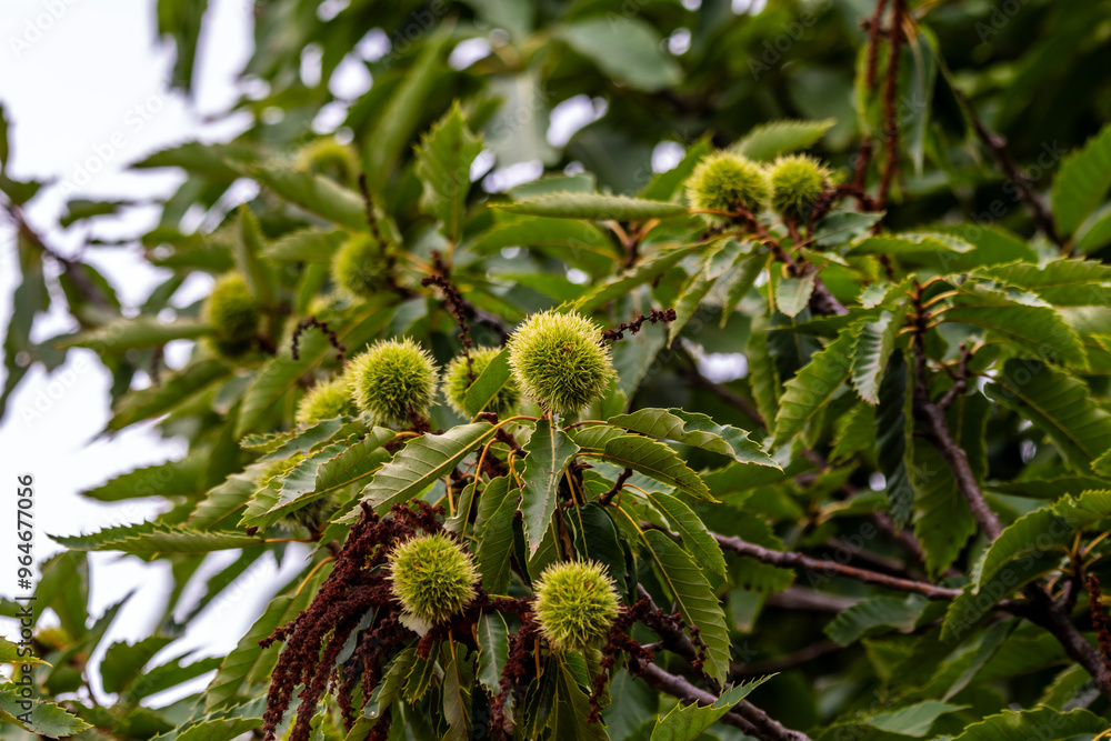 Castanea sativa pertenece a la familia Fagaceae. Stock Photo | Adobe Stock
