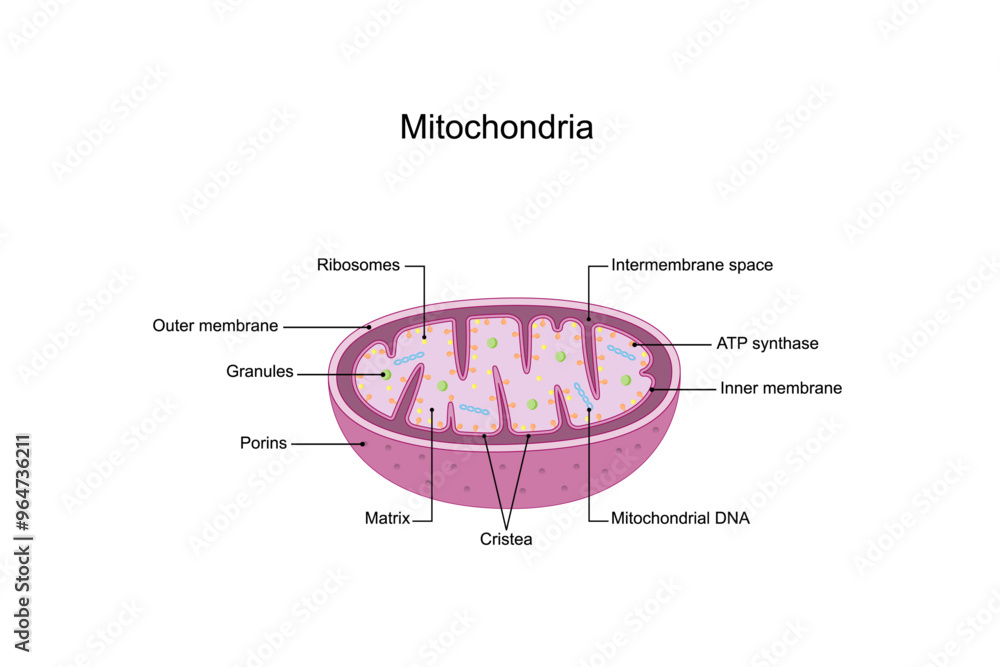 MitochondriaMitochondria structure. Anatomy of motochondrion. ATP ...