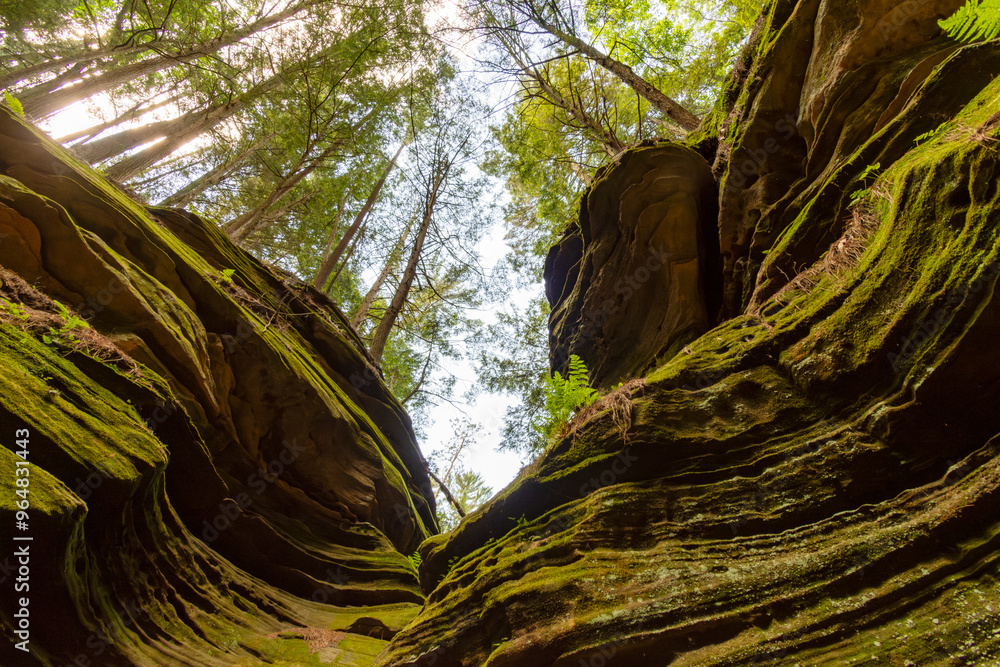 Pine trees dig their roots into the Cambrian sandstone bluffs along the ...