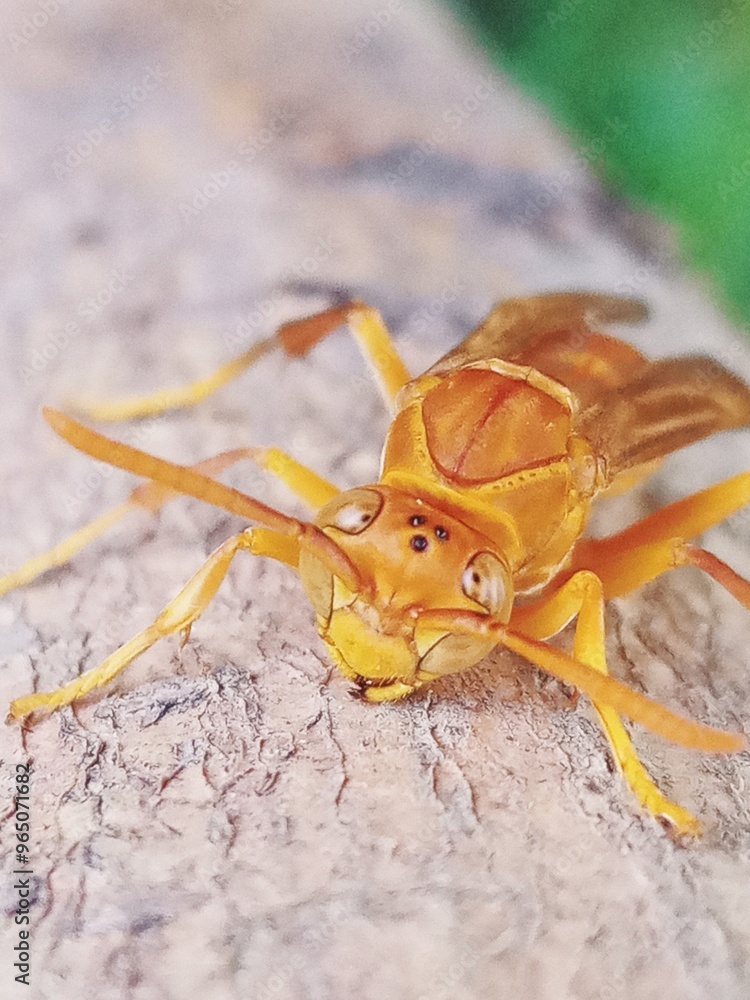 texas paper wasp - Polistes apaches fuscatus texanus - , Apache wasp ...