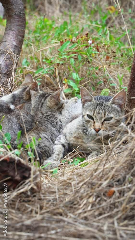 Vertical video of wild cat mother breastfeeding her offspring with ...