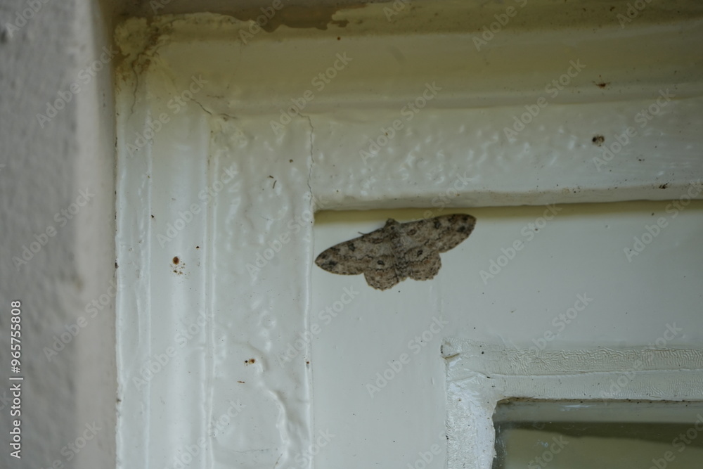moth stuck in the corner of a window, detail in architecture, sleeping ...