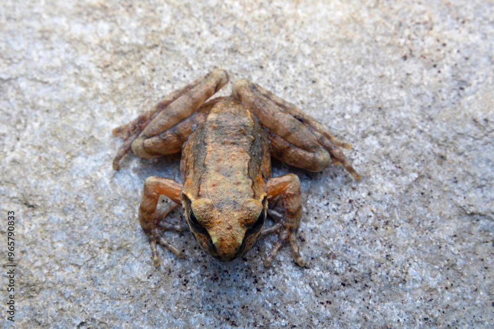 Nanorana minica is a species of frog in the family Dicroglossidae. It ...