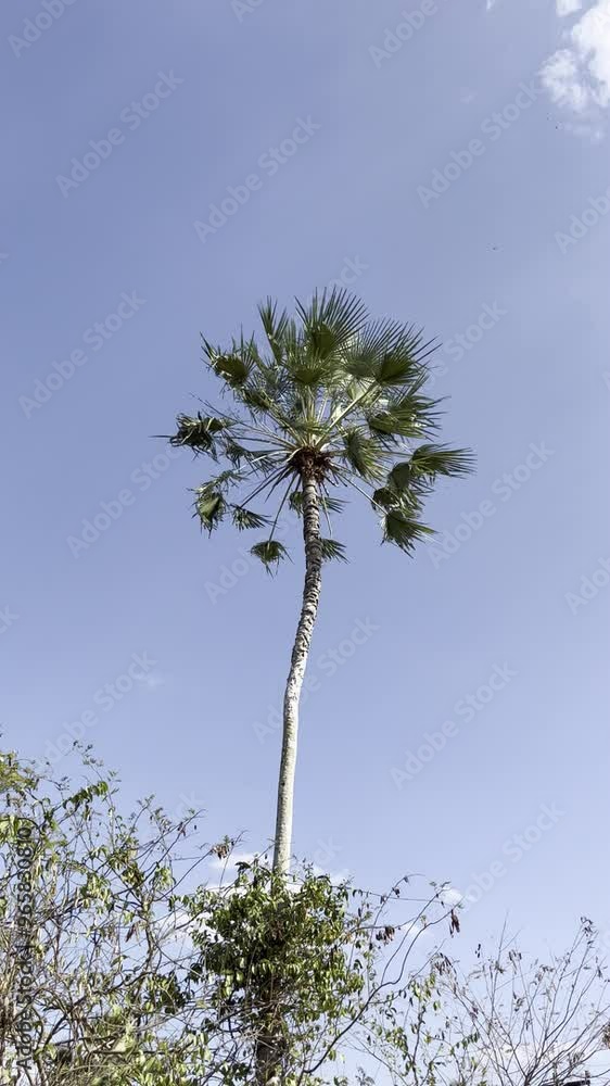 carnaúba, copernicia prunifera, planta da caatinga, paisagem da ...
