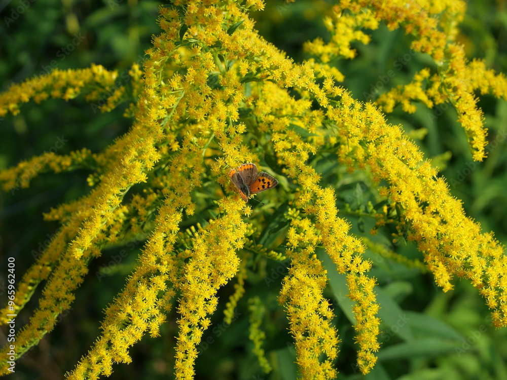 Goldenrod with fire butterfly -Goldenrods are native to Europe. They ...
