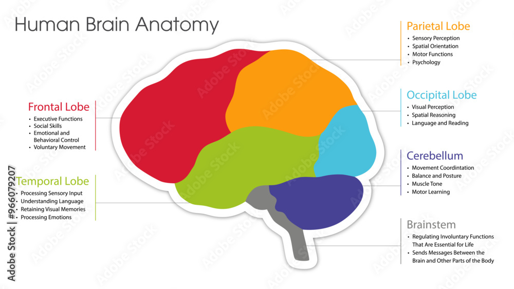 Human Brain Anatomy, Sideview Labeled Diagram Infographic Stock Vector ...